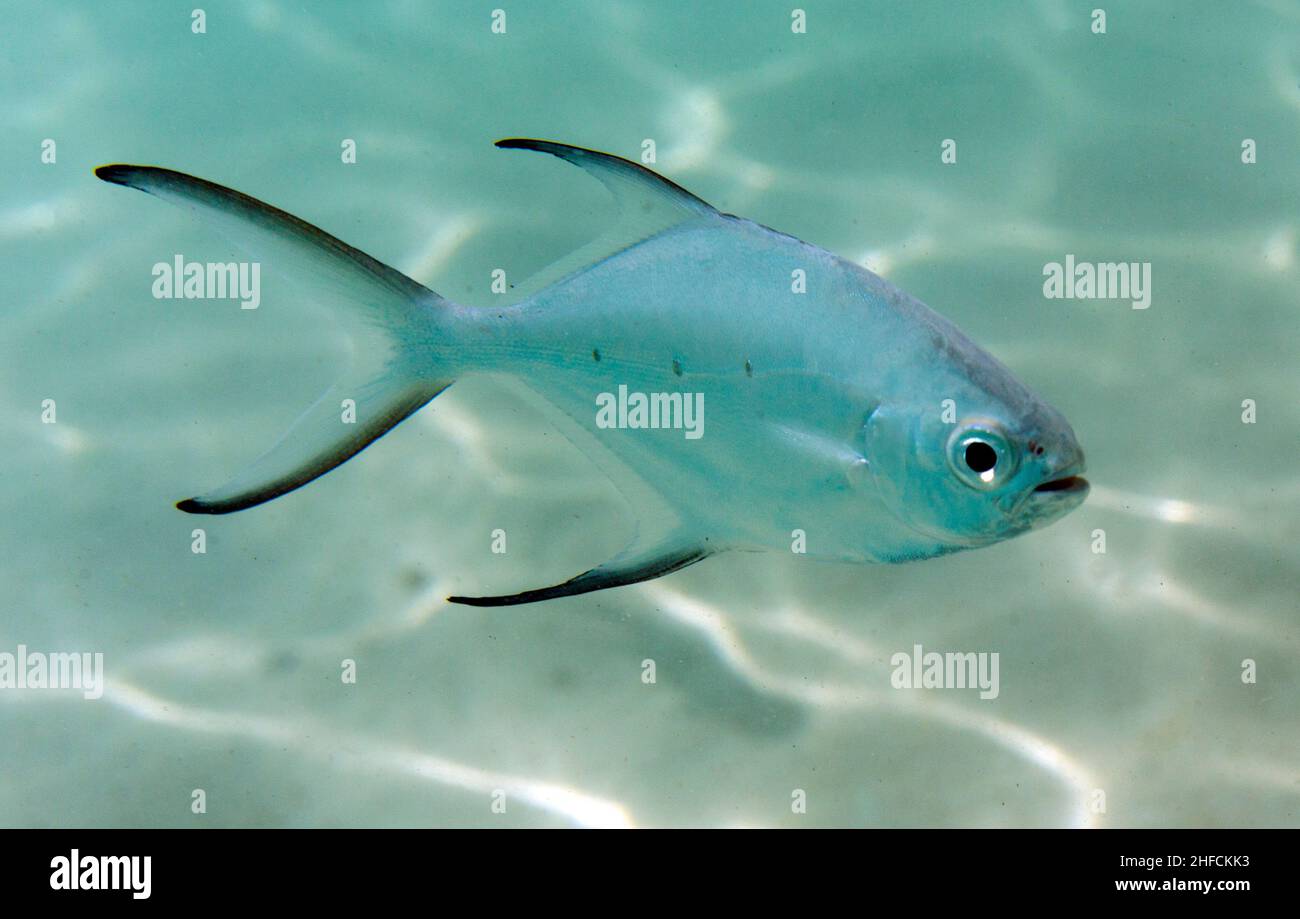 A close picture of Carangidae fish in New Caledonia Stock Photo - Alamy