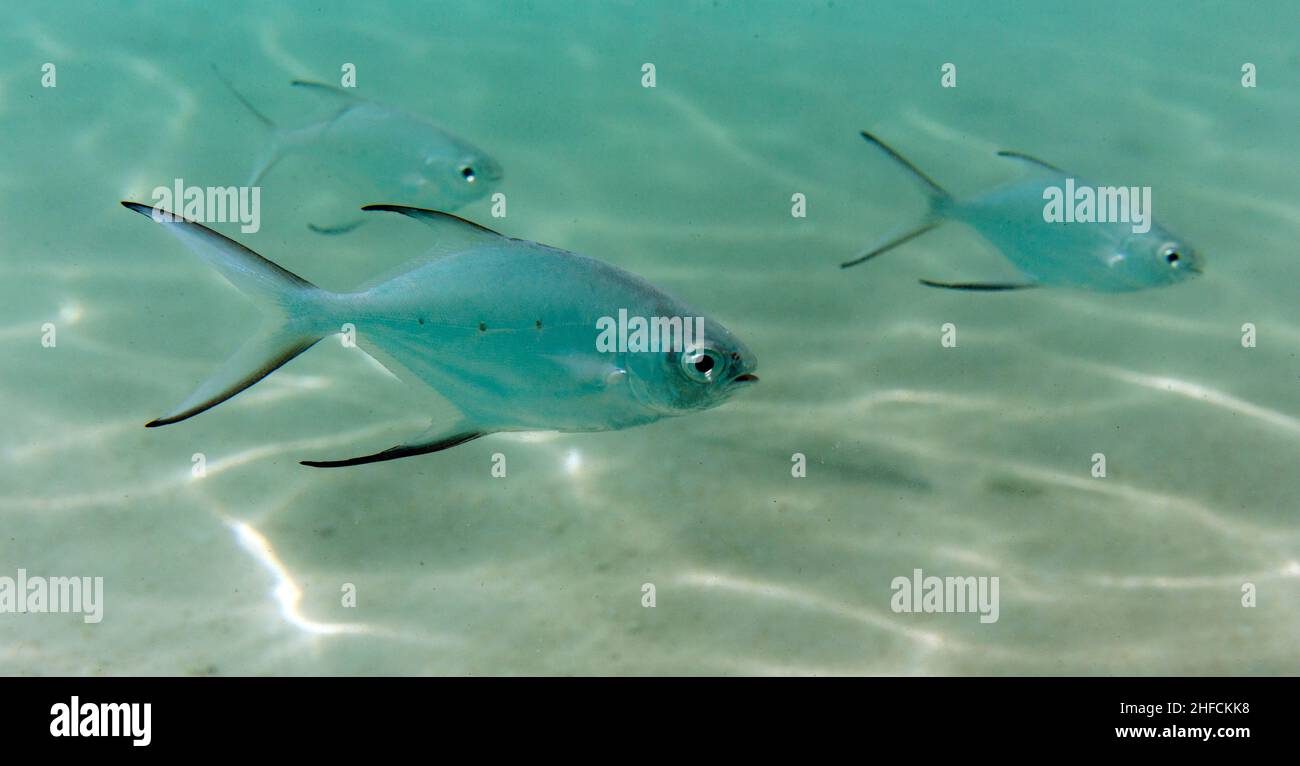 A close picture of Carangidae fish in New Caledonia Stock Photo - Alamy