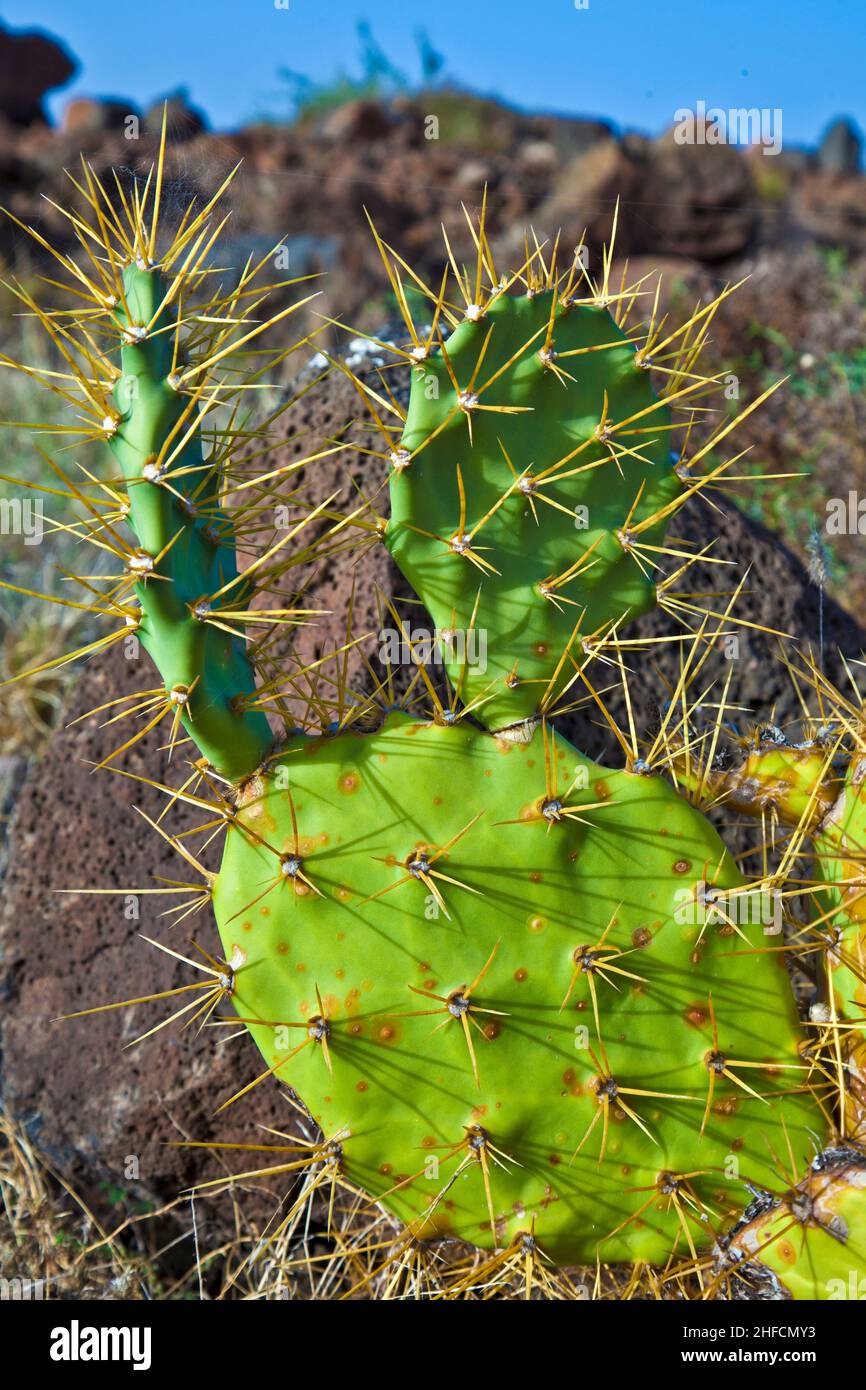 detail of large outdoor cactus Stock Photo - Alamy