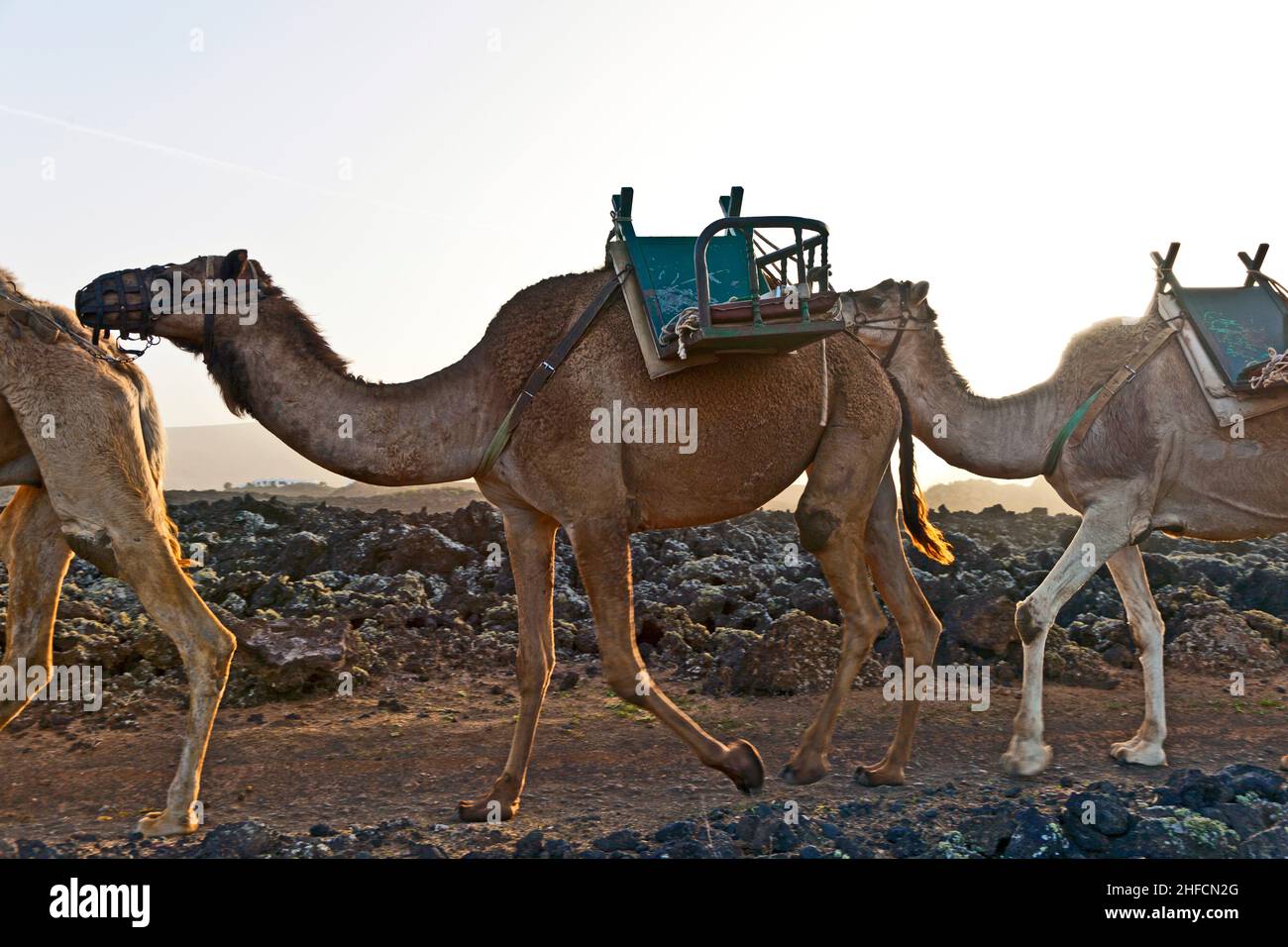 caravan of camels in sunset returning home in the stable at Timanfaya ...