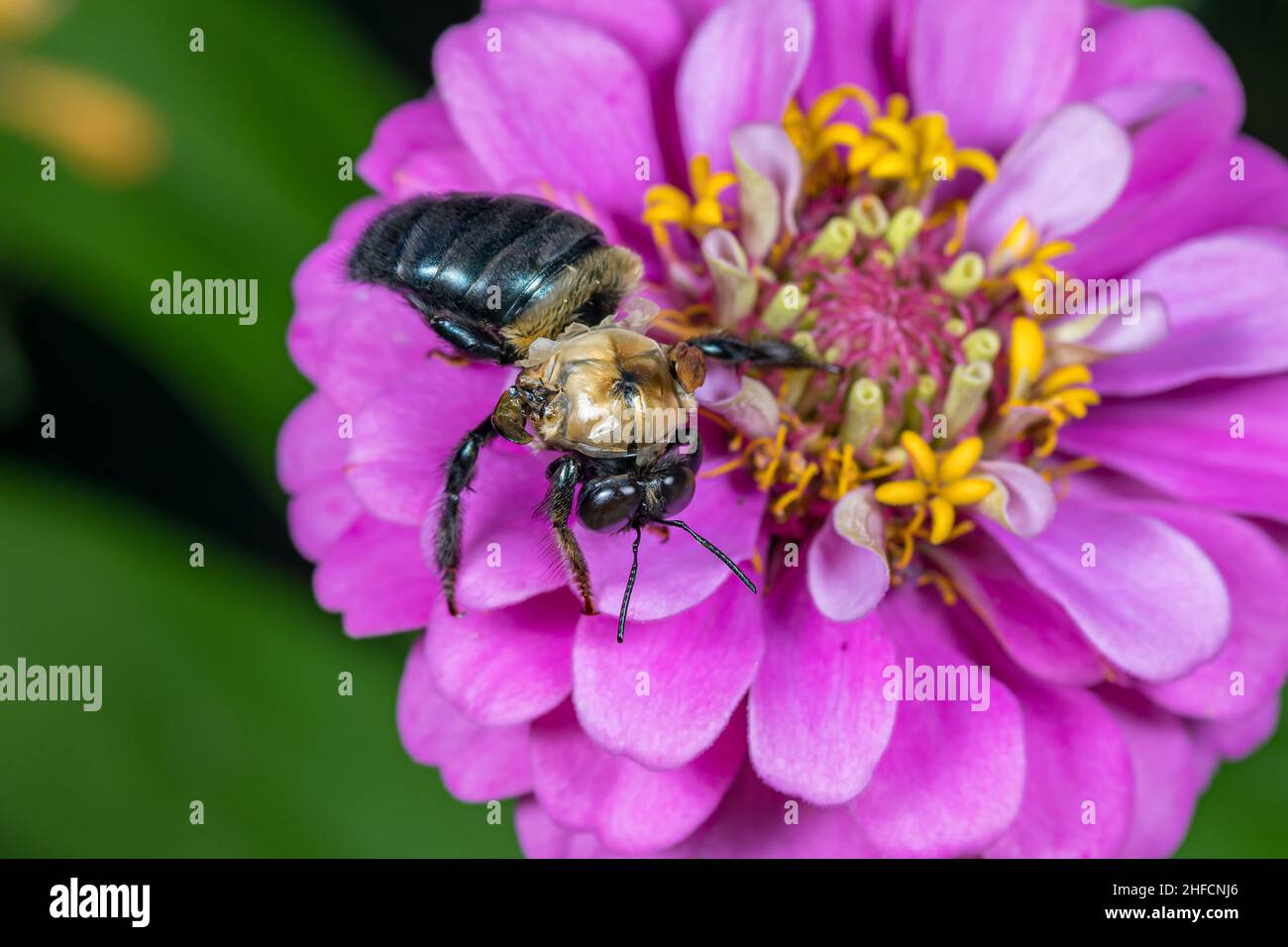 Deformed wing virus bee hi-res stock photography and images - Alamy