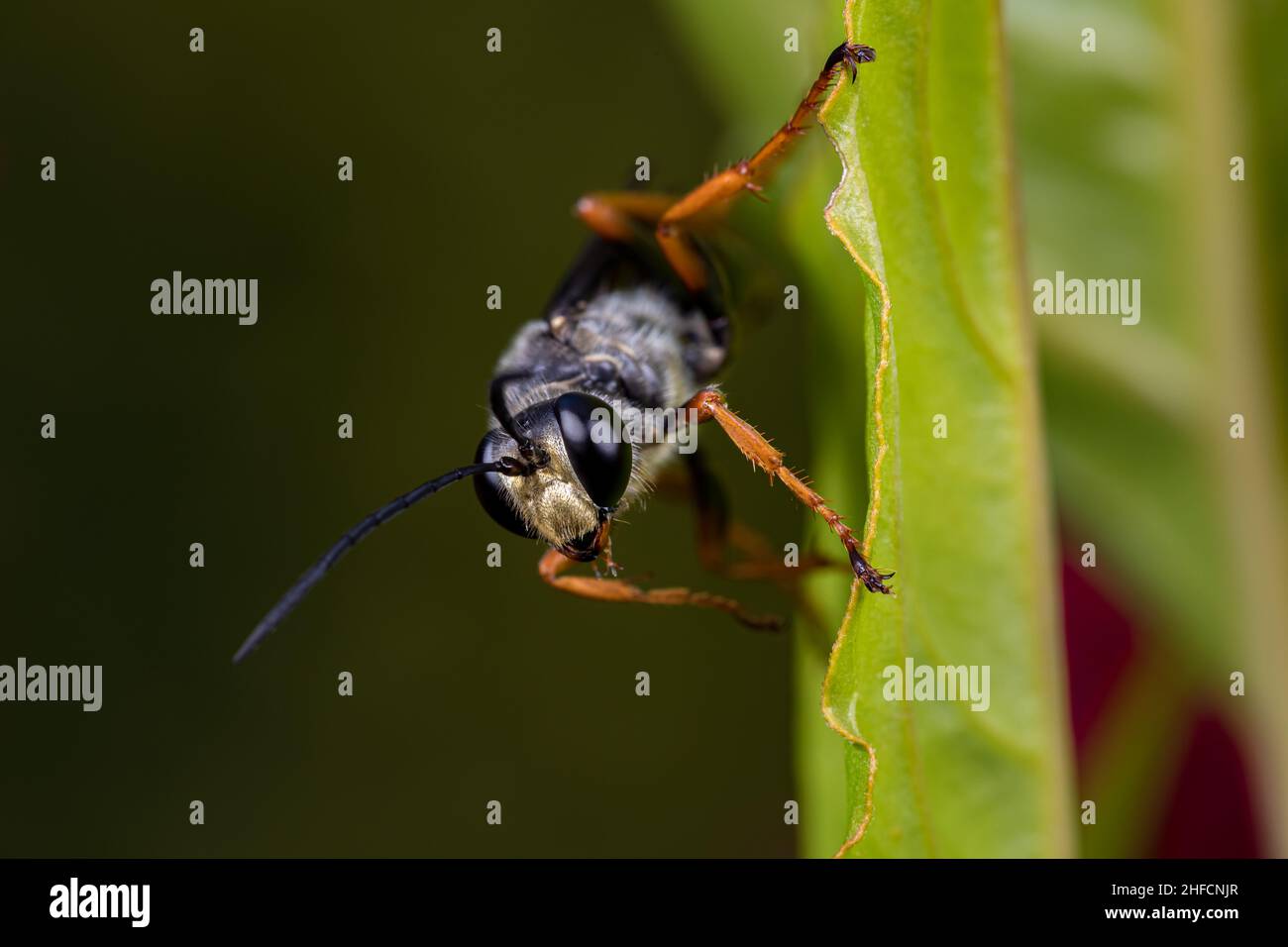 Spider wasp eating nectar from a plumed Celosia wildflower plant ...