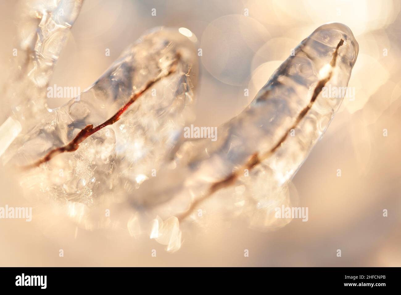 Willow branches covered in ice and icicles Stock Photo - Alamy