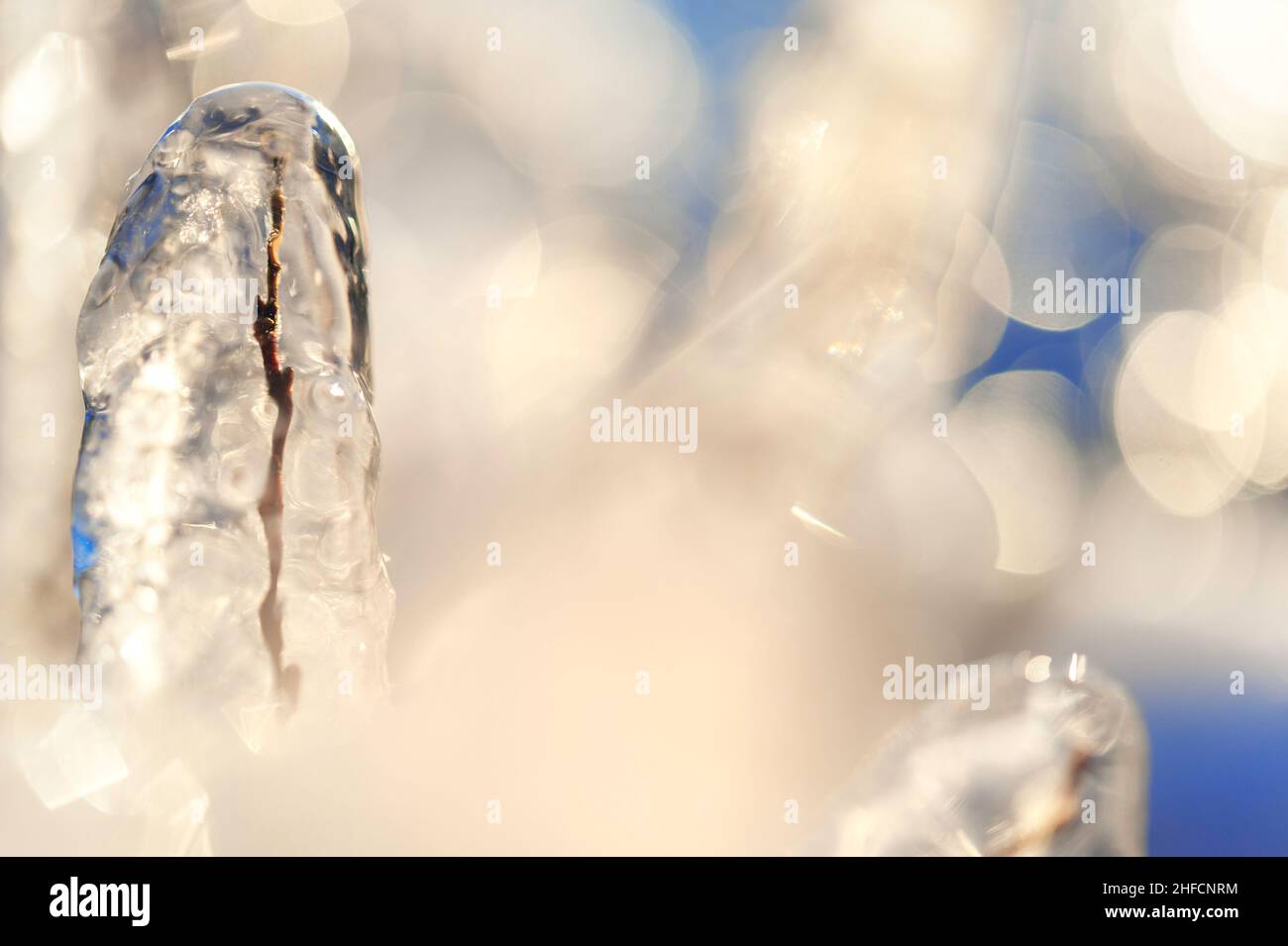 Willow branches covered in ice and icicles Stock Photo - Alamy