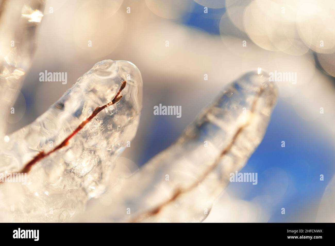 Willow branches covered in ice and icicles Stock Photo - Alamy