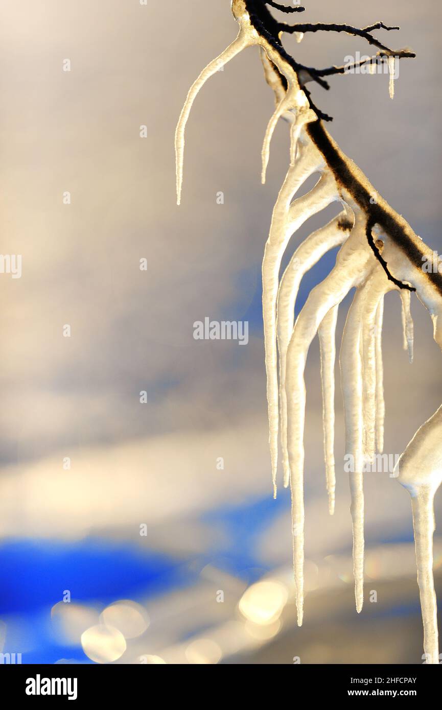 Icicles hanging from the branch Stock Photo - Alamy