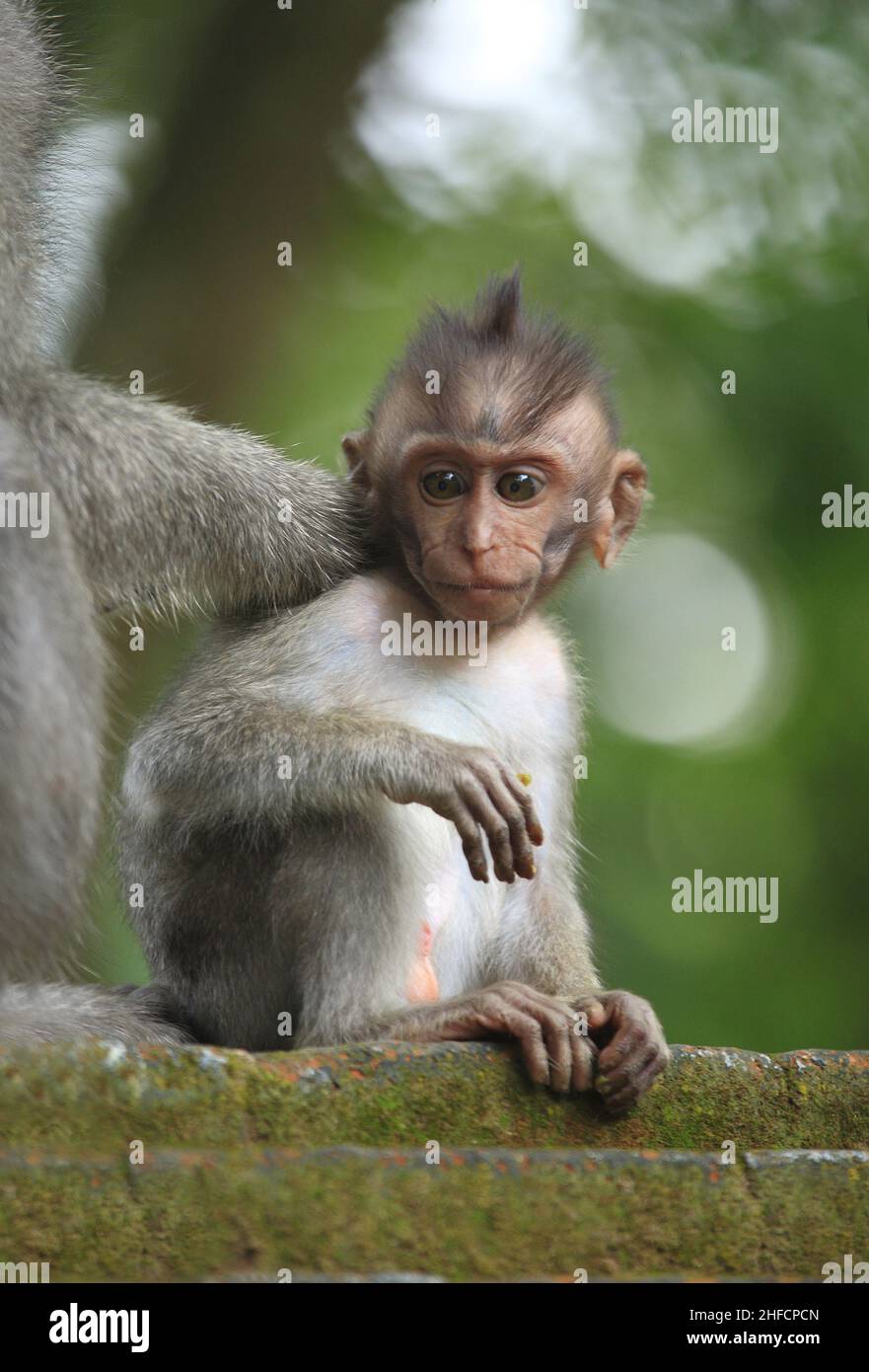 Macaques Sangeh monkey forest Bali ,Indonesia Stock Photo - Alamy