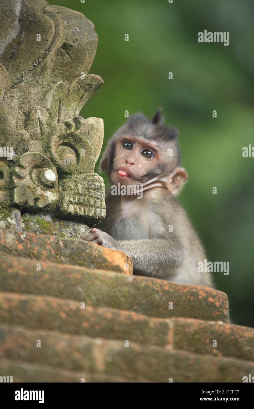 Baby teeth with roots hi-res stock photography and images - Alamy