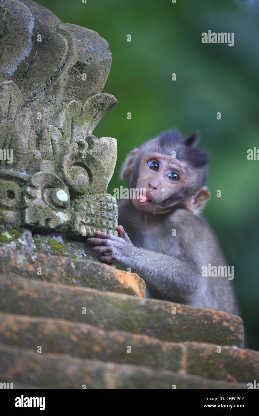Macaques Sangeh monkey forest Bali ,Indonesia Stock Photo - Alamy