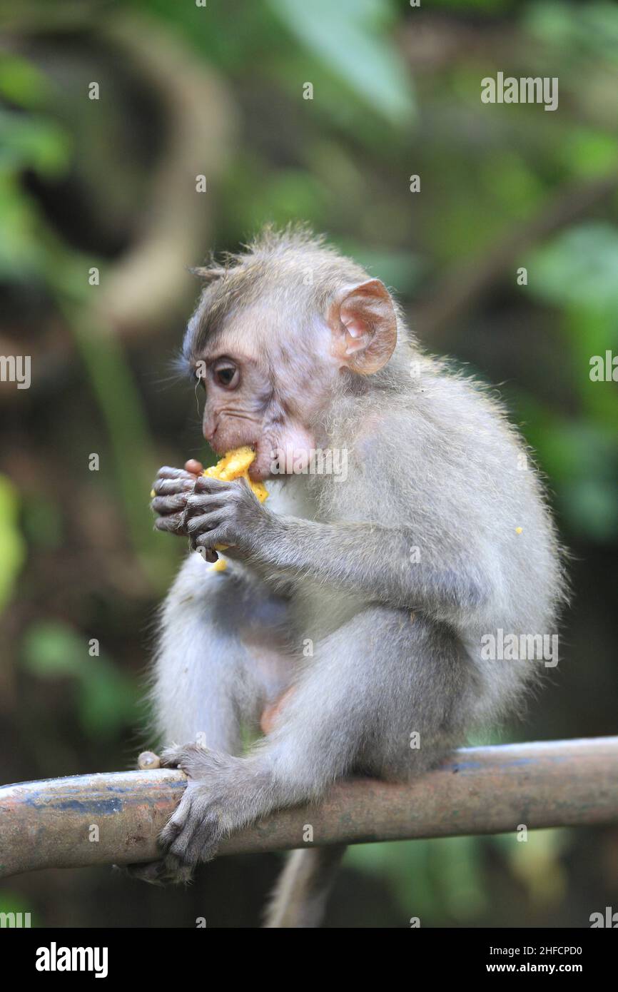 Macaques Sangeh monkey forest Bali ,Indonesia Stock Photo - Alamy