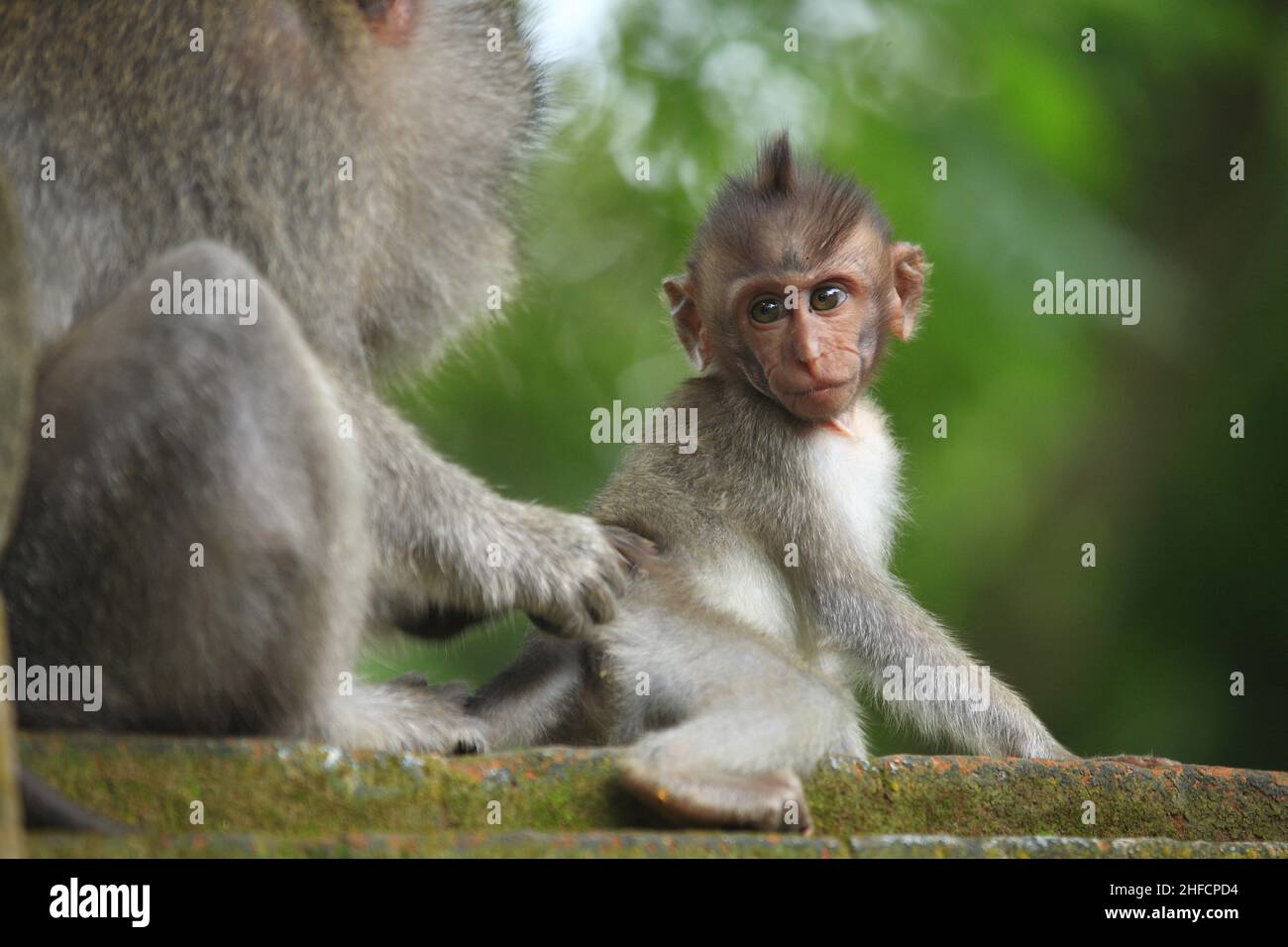 Macaques Sangeh monkey forest Bali ,Indonesia Stock Photo - Alamy