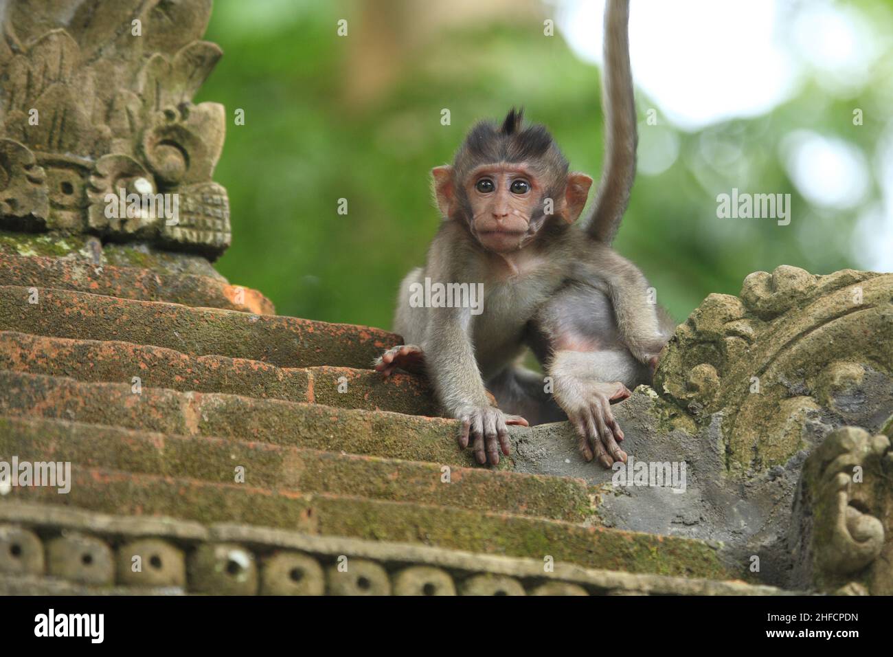 Macaques Sangeh monkey forest Bali ,Indonesia Stock Photo - Alamy