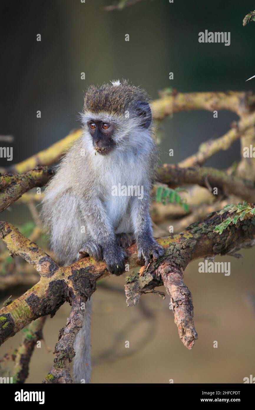 Vervet monkey foundation hi-res stock photography and images - Alamy