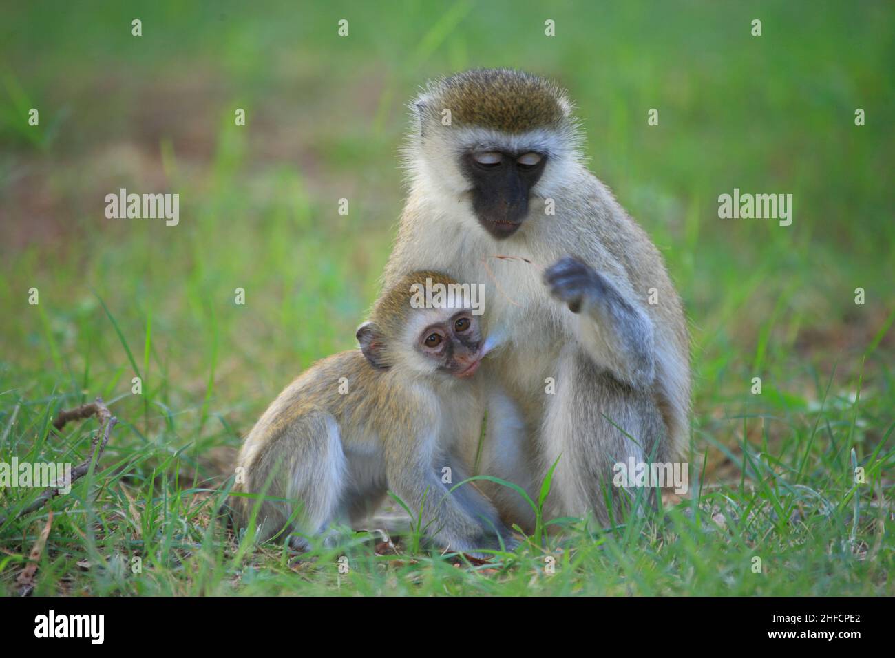 Vervet Monkey Foundation High Resolution Stock Photography and Images ...