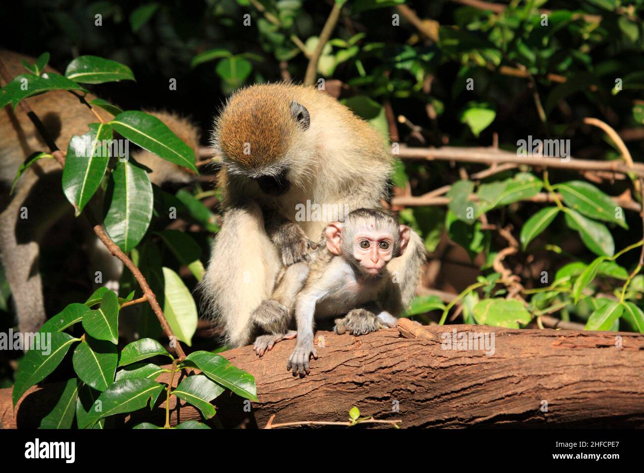 Vervet monkey foundation hi-res stock photography and images - Alamy