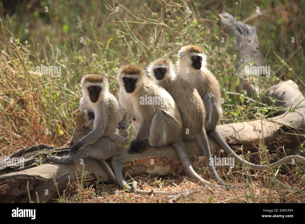Vervet monkey foundation hi-res stock photography and images - Alamy