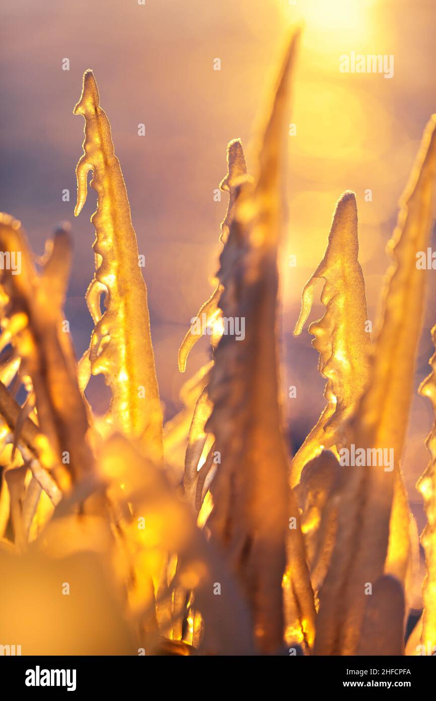 Sunlight and icicles hi-res stock photography and images - Alamy