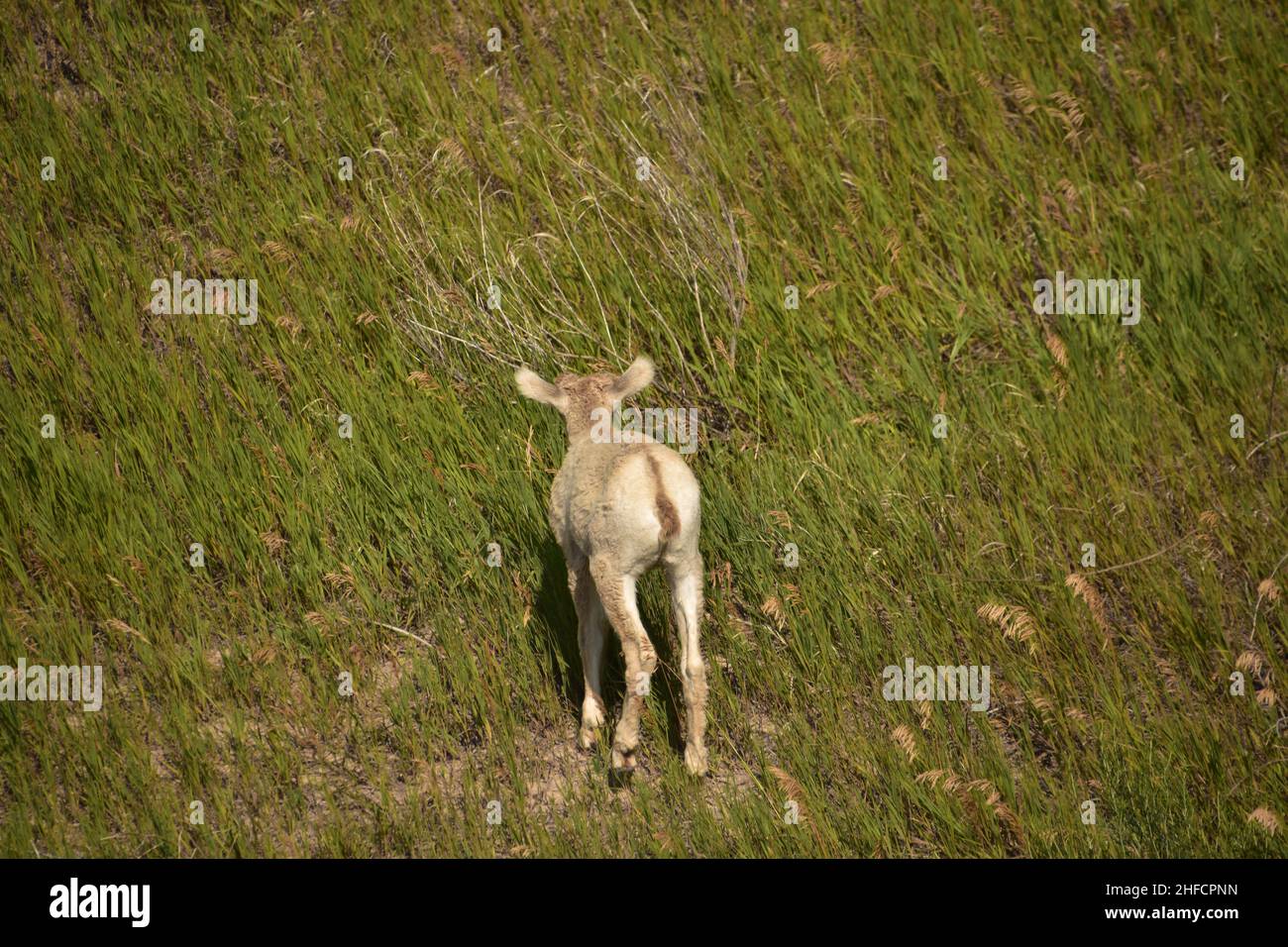Back of a bighorn sheep lamb walking away Stock Photo - Alamy