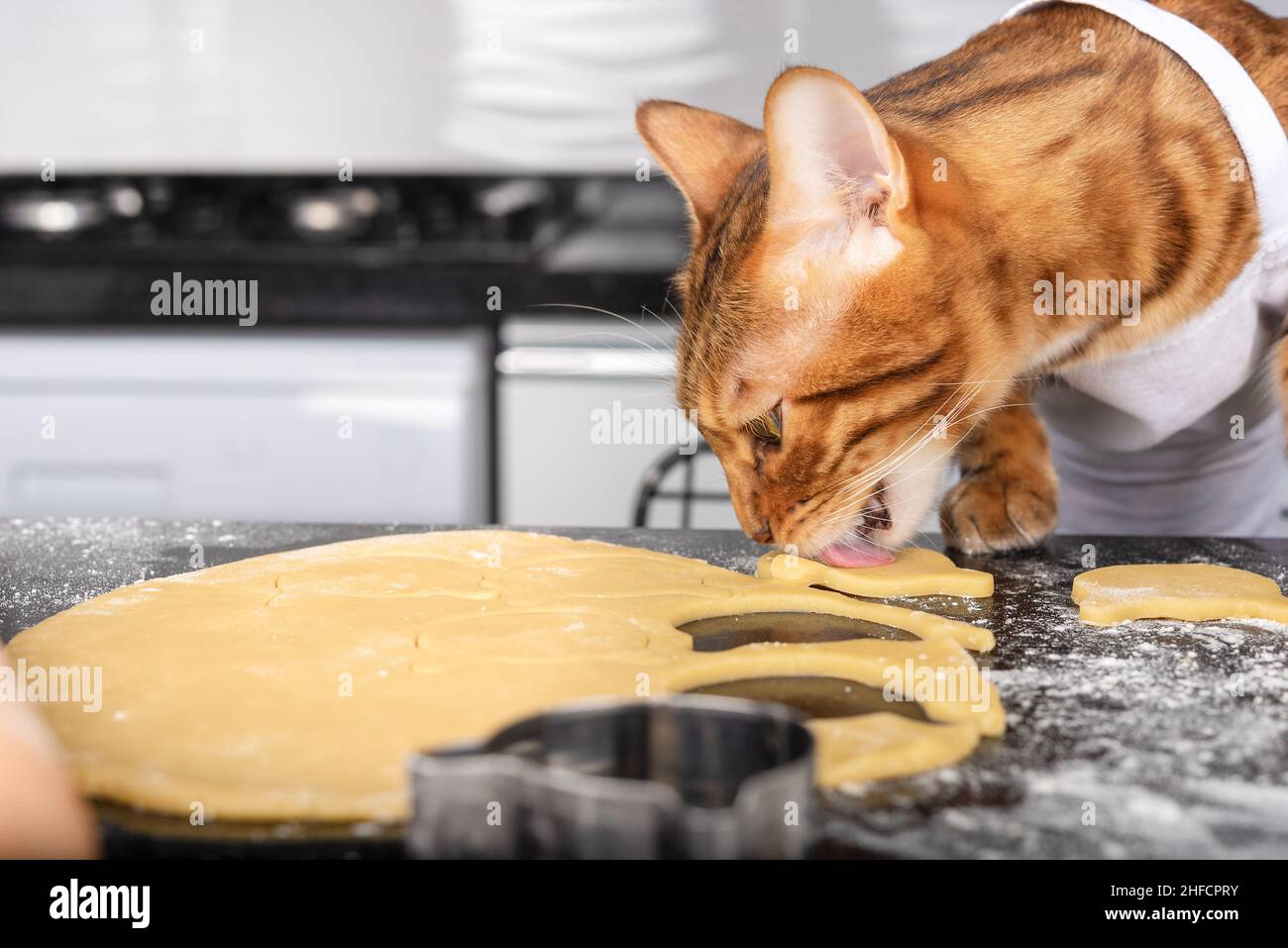 The cat in the apron is eating dough in the kitchen. Close-up Stock ...