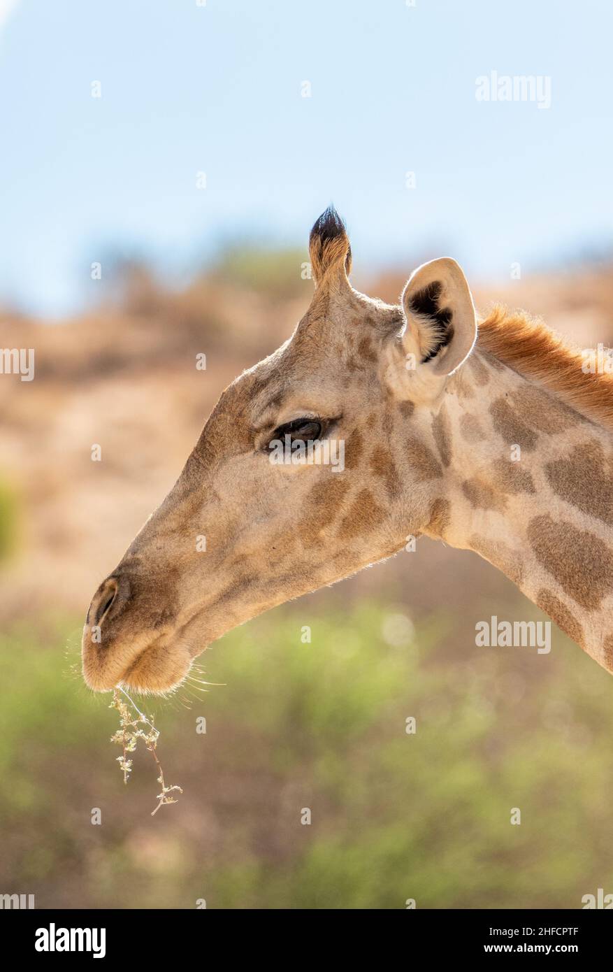 Giraffe profile in the Kgalagadi Stock Photo - Alamy