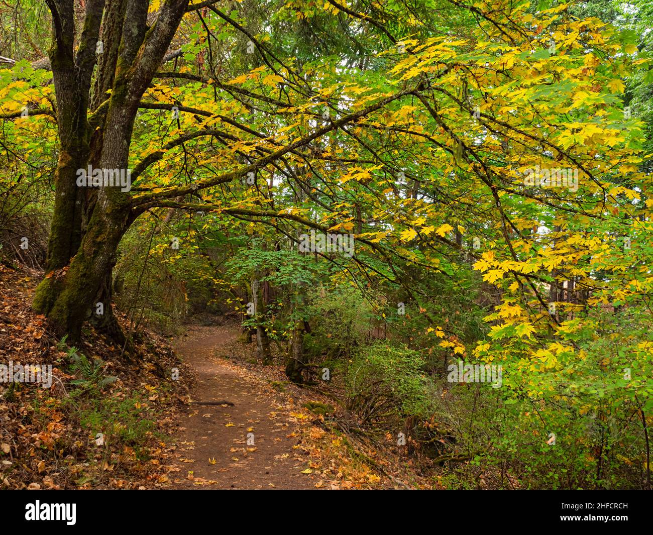 WA21136...WASHINGTON - Big Leaf Maples sporting fall colors in mid ...