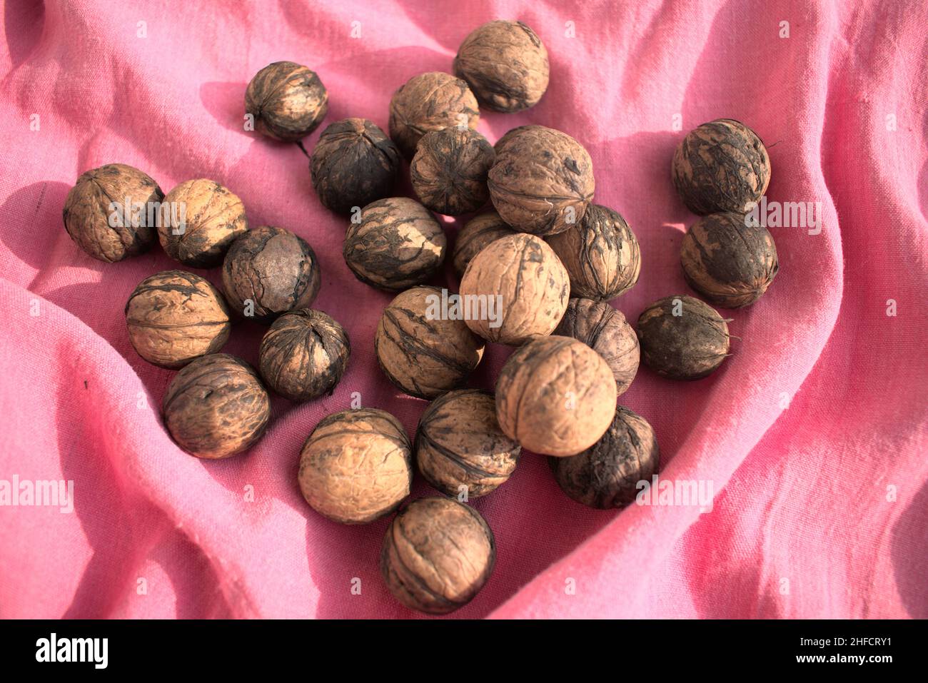 Rotten walnuts hi-res stock photography and images - Alamy