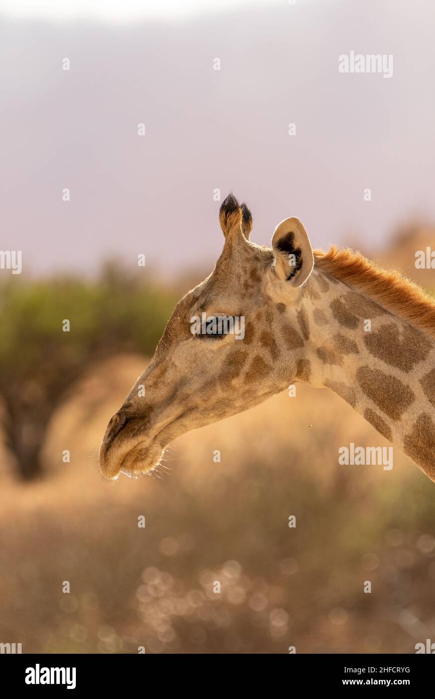 Giraffe profile in the Kgalagadi Stock Photo - Alamy