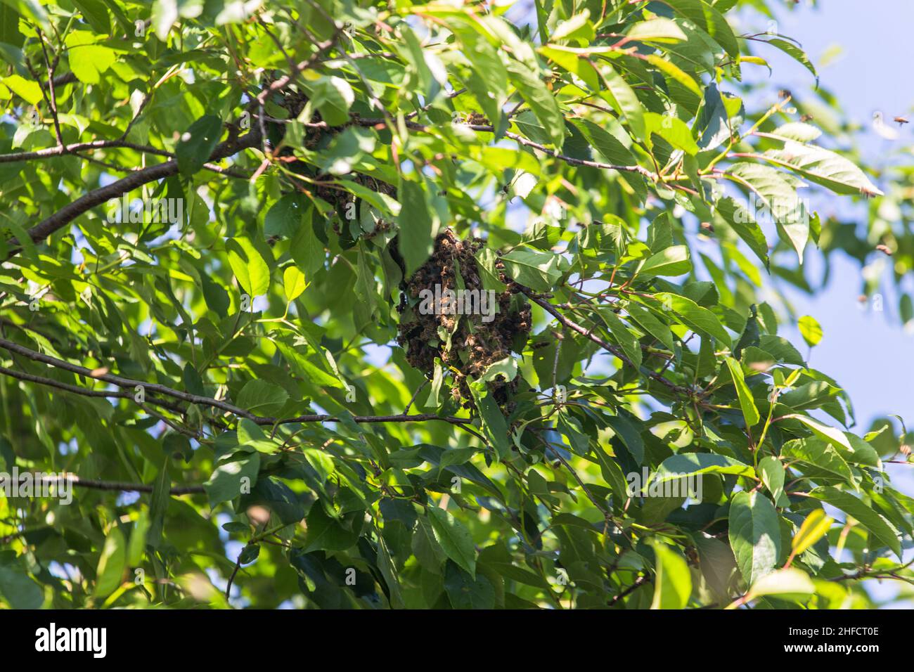 swarm of bees on a tree branch. A small bee swarm on a cherry branch in ...