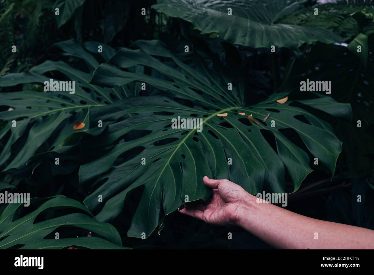 hand hold giant Monstera leaf tropical forest garden nature background ...