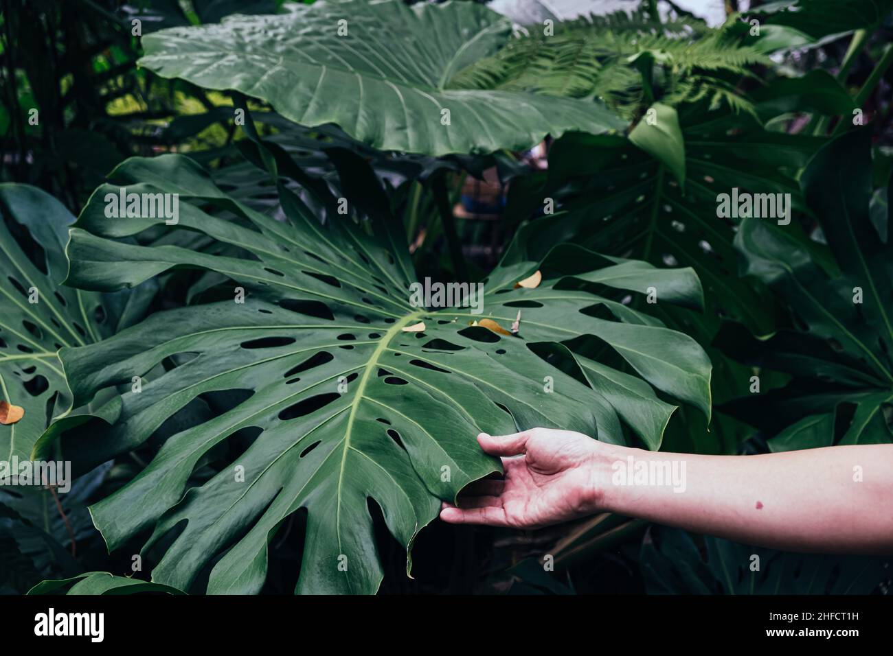 hand hold giant Monstera leaf tropical forest garden nature background ...