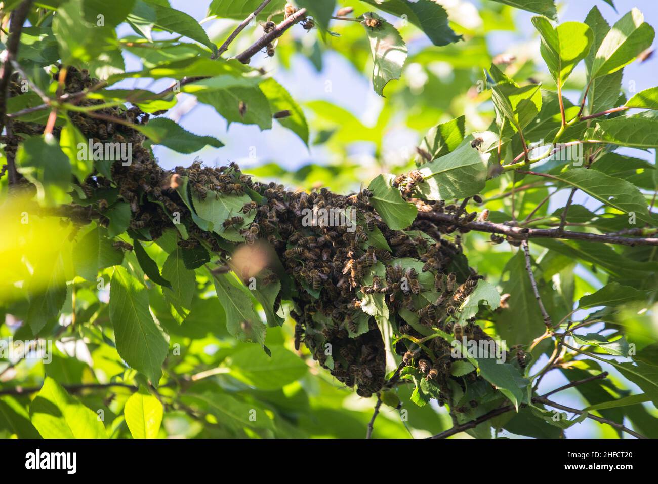 swarm of bees on a tree branch. A small bee swarm on a cherry branch in ...
