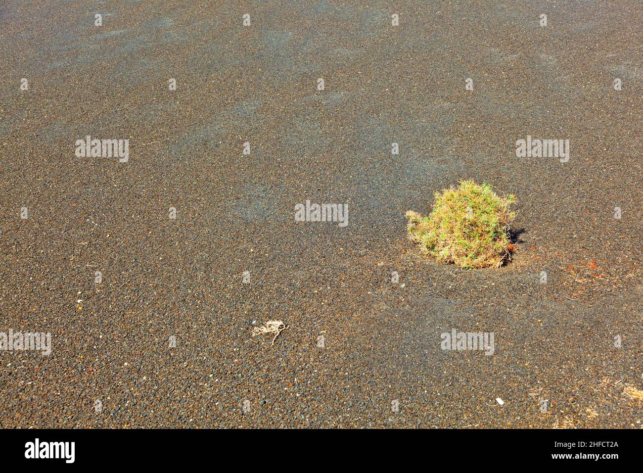 sparse vegetation on volcanic hills in Timanfaya National Park with ...
