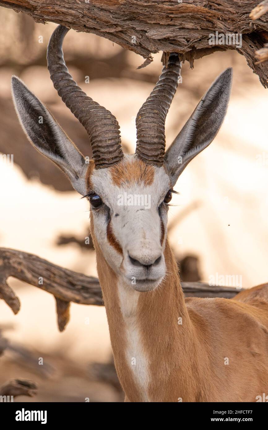 Springbok Ram in the Kgalagadi Stock Photo - Alamy