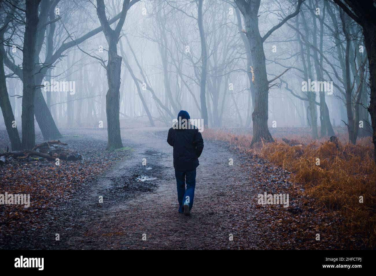 Forest road on winters hi-res stock photography and images - Alamy