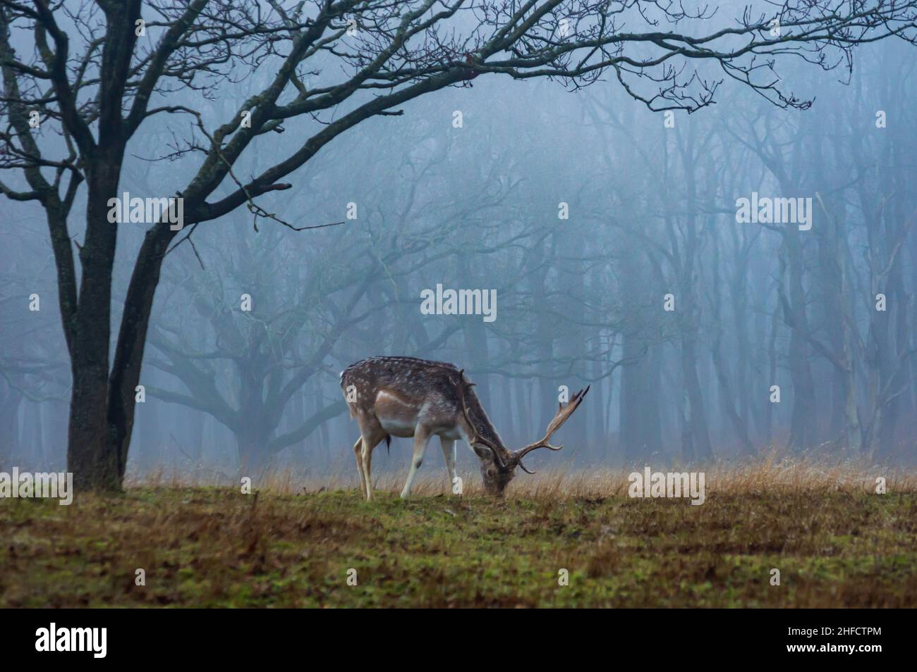 Young stag grazing under a tree on a misty cold winter's day Stock ...