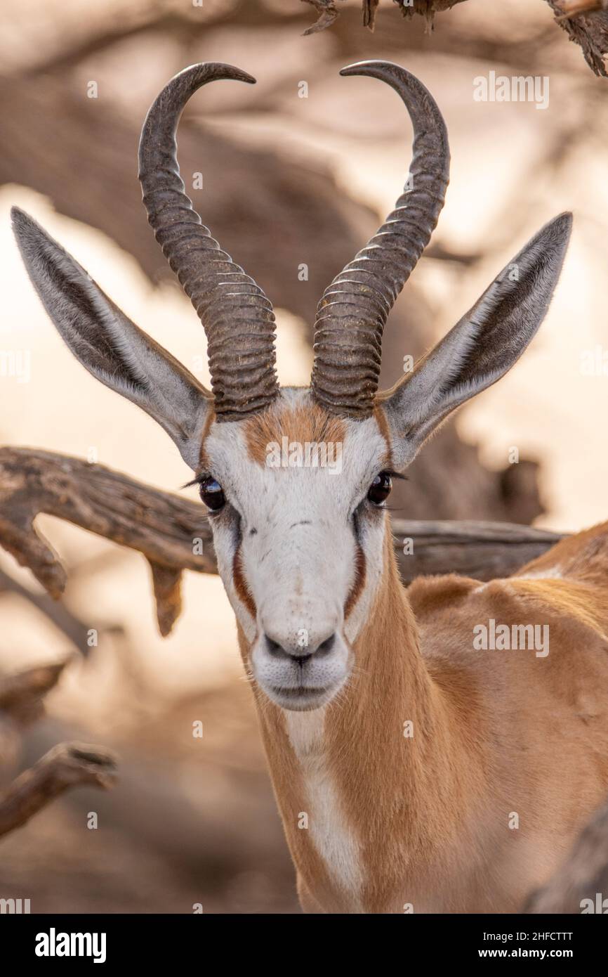 Springbok Ram in the Kgalagadi Stock Photo - Alamy