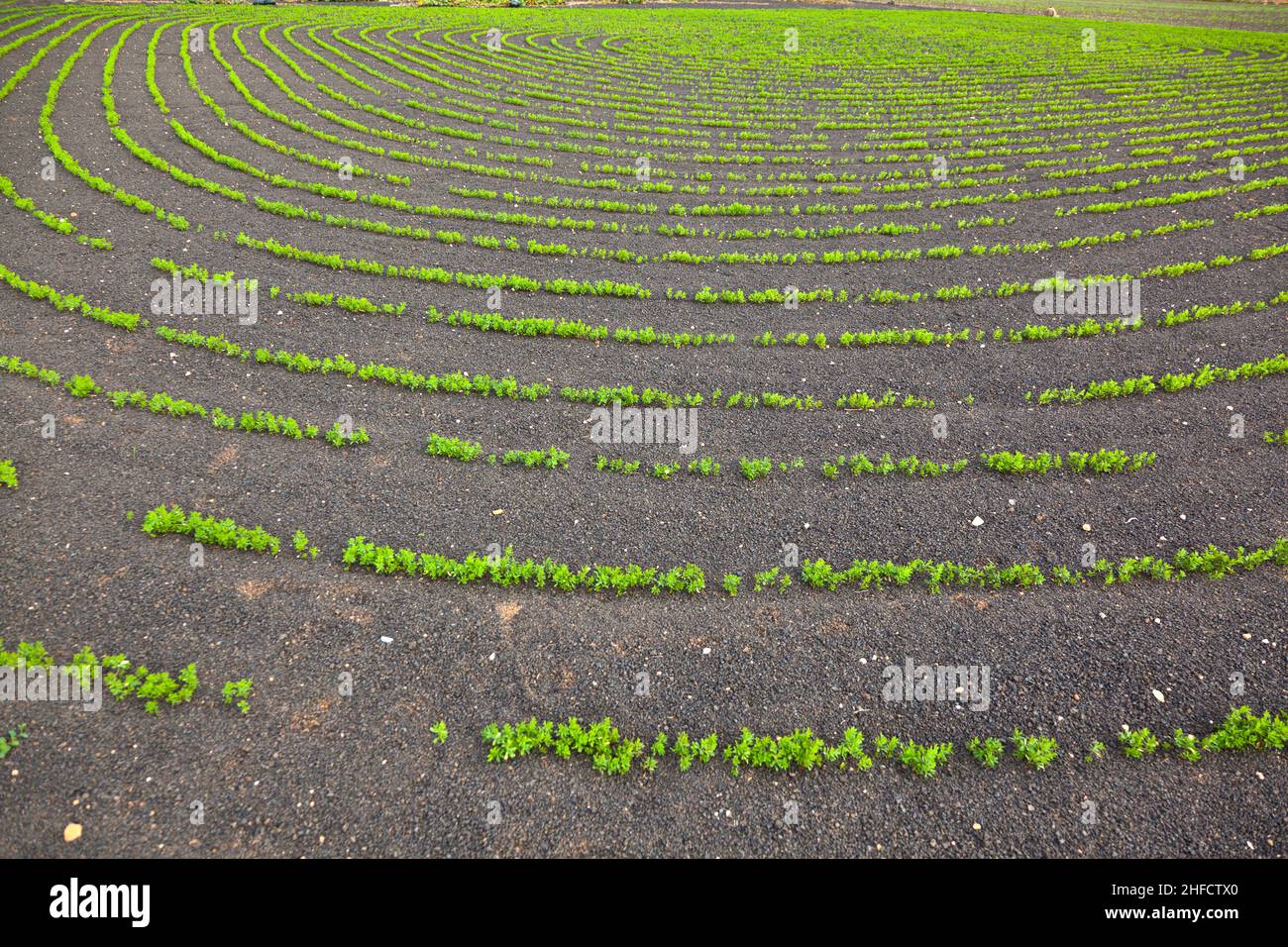 field with irrigation system on volcanic lapilli ground Stock Photo - Alamy