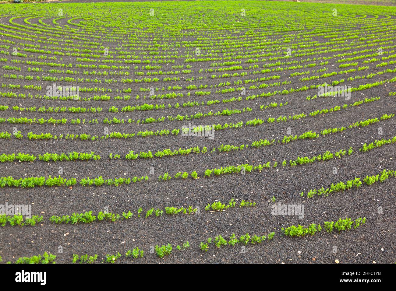 field with irrigation system on volcanic lapilli ground Stock Photo - Alamy