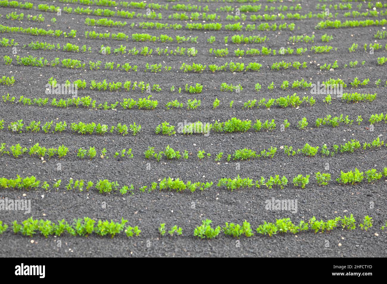 field with irrigation system on volcanic lapilli ground Stock Photo - Alamy