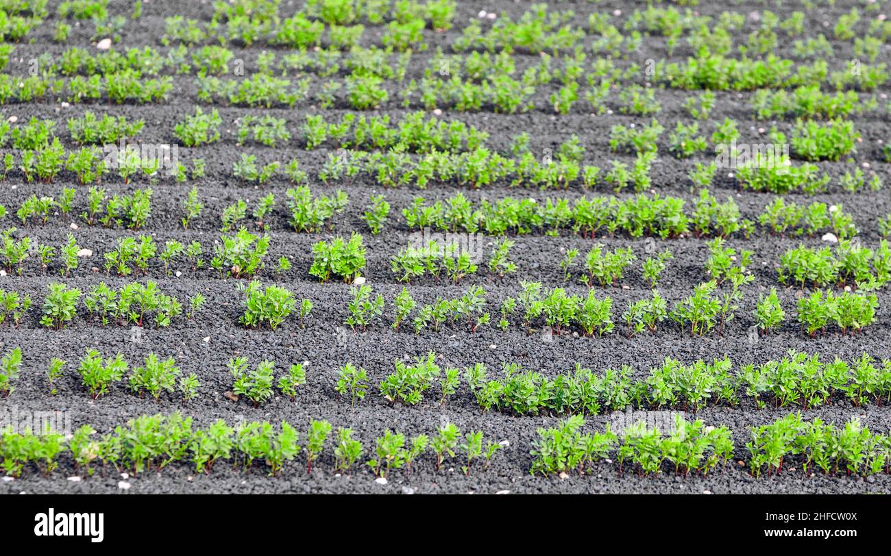 field with irrigation system on volcanic lapilli ground Stock Photo - Alamy