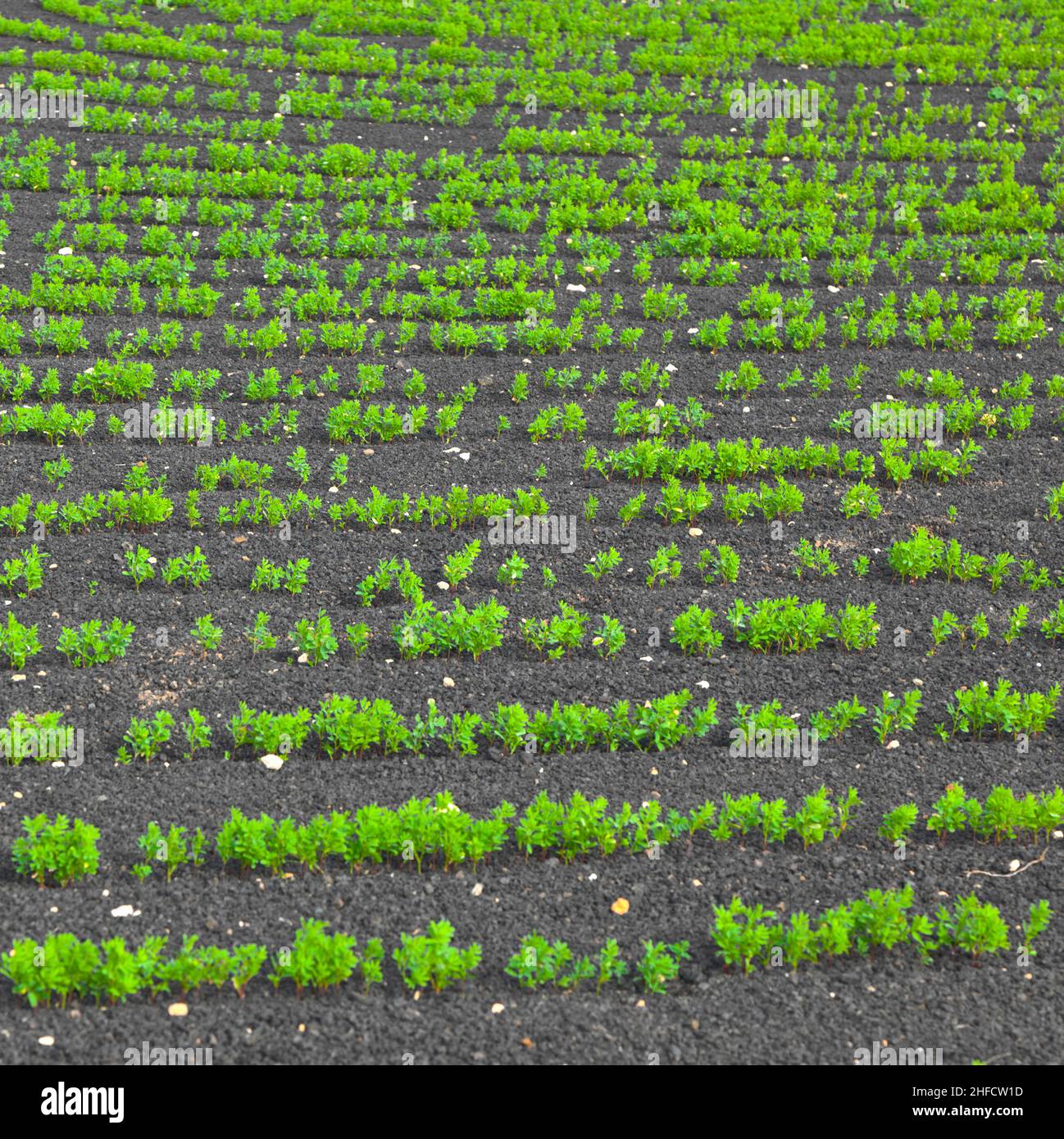 field with irrigation system on volcanic lapilli ground Stock Photo - Alamy