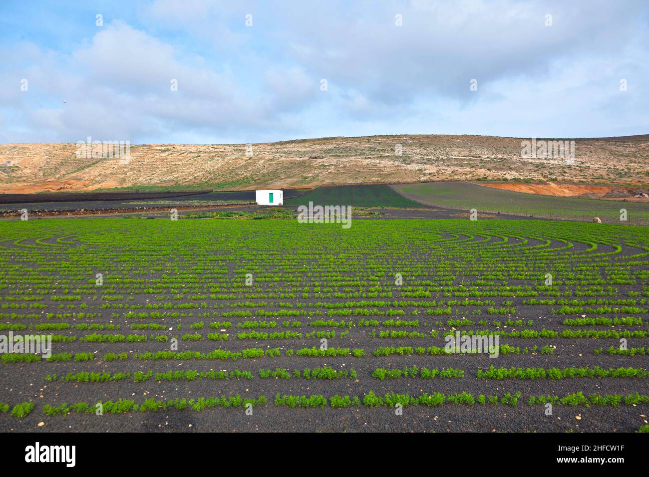 field with irrigation system on volcanic lapilli ground Stock Photo - Alamy