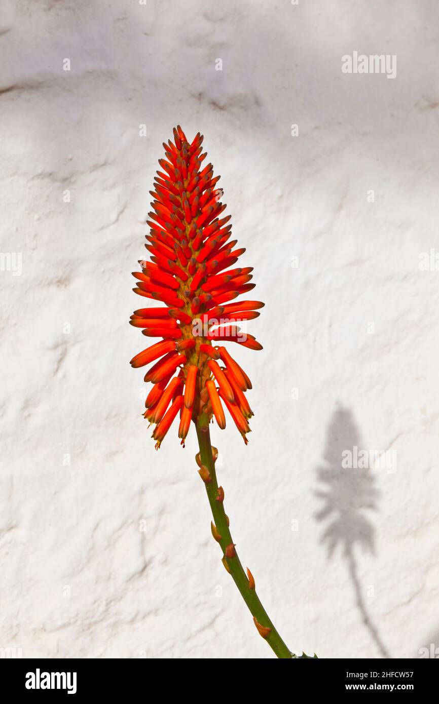 beautiful Aloe Vera flower with white background Stock Photo - Alamy