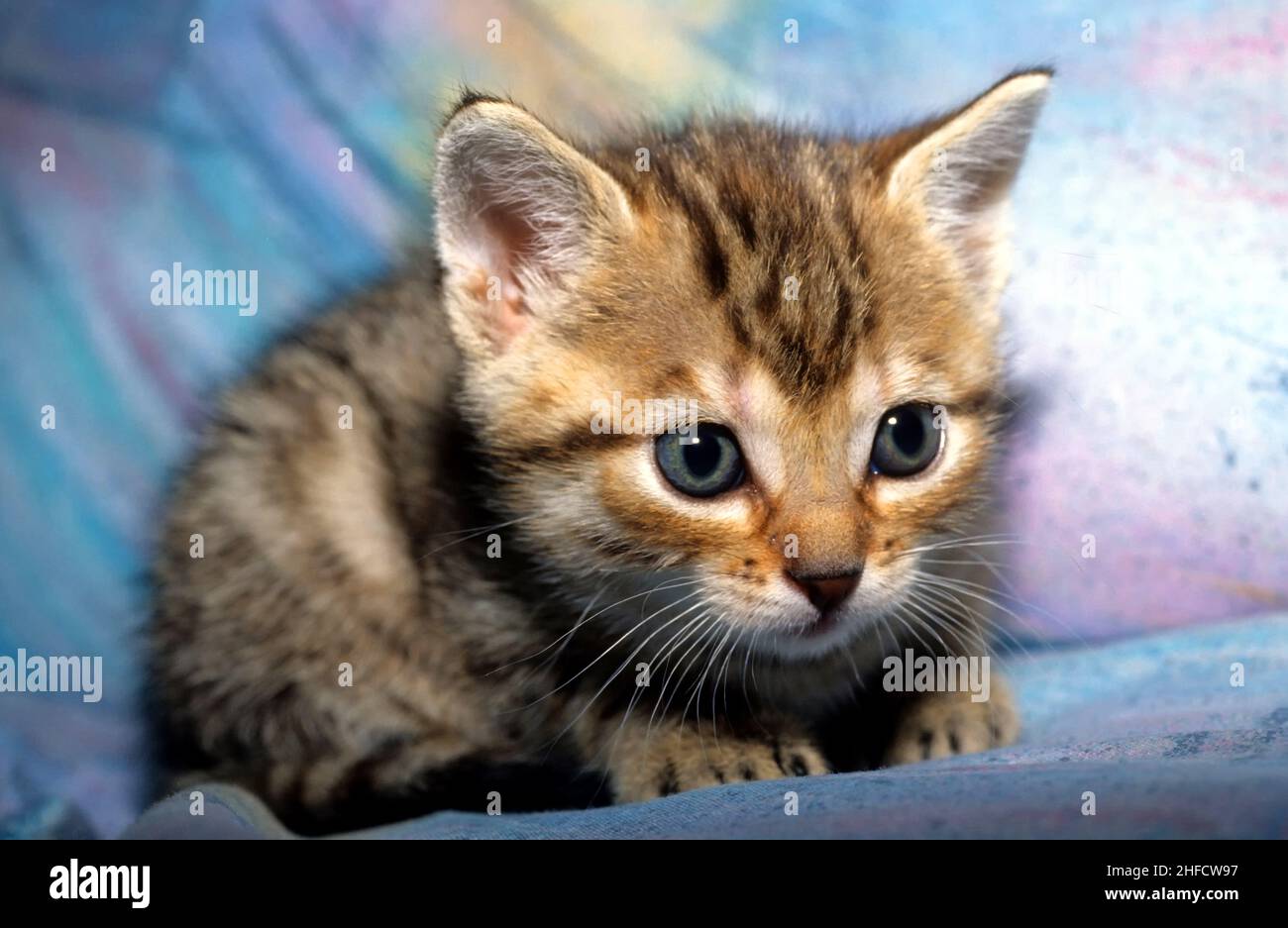 cute young cat at home Stock Photo - Alamy
