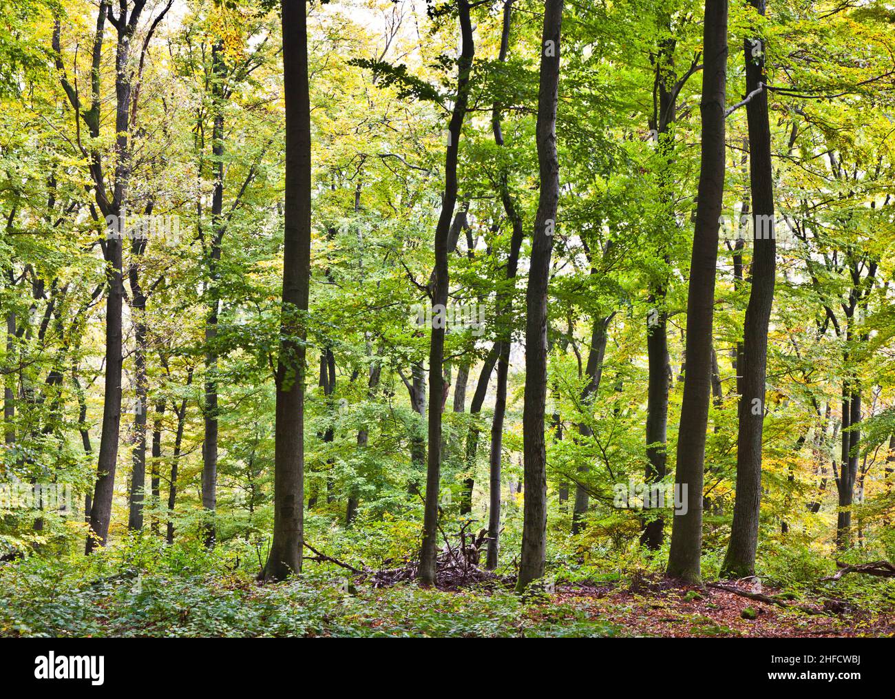 green forest with structure of stems Stock Photo - Alamy