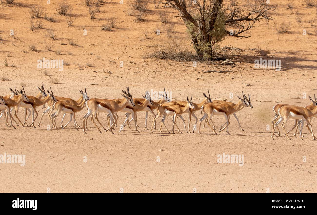Springbok herd crossing the Kgalagadi Stock Photo - Alamy