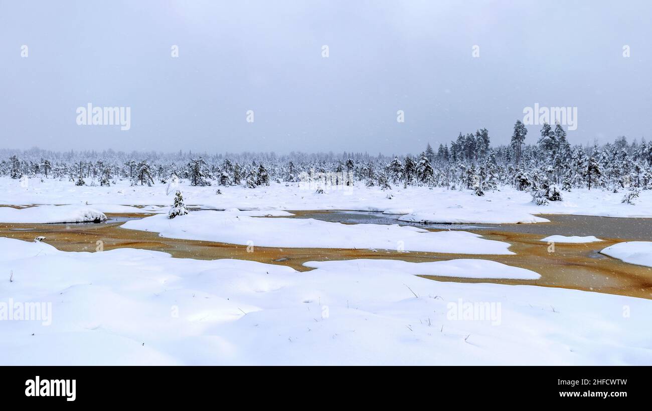 Swamp in winter, white winter landscape with snowy trees, thick snow ...