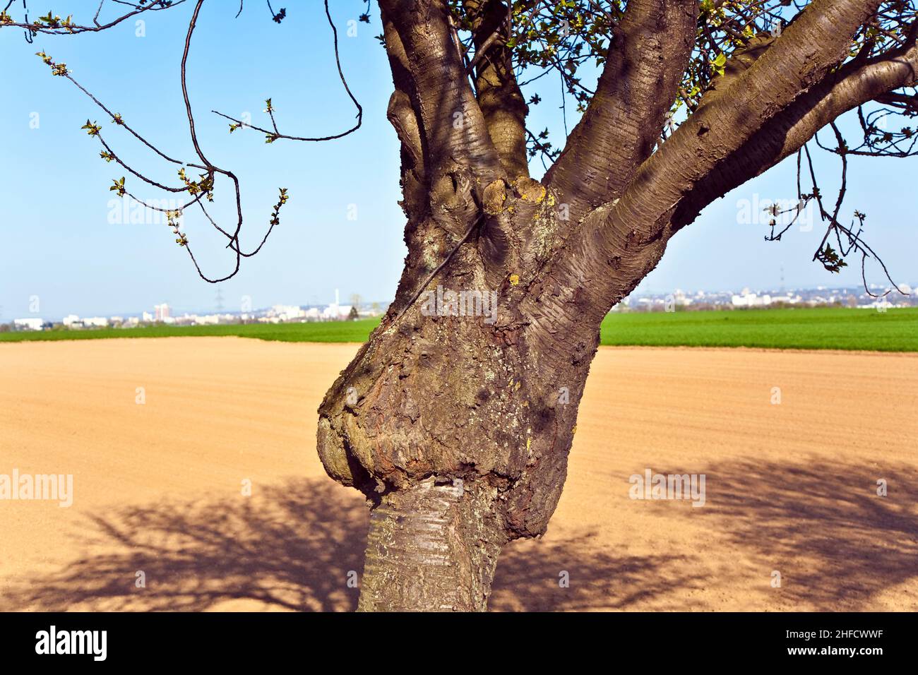 trunk of tree formed like a face with freshly ploughed acre Stock Photo ...