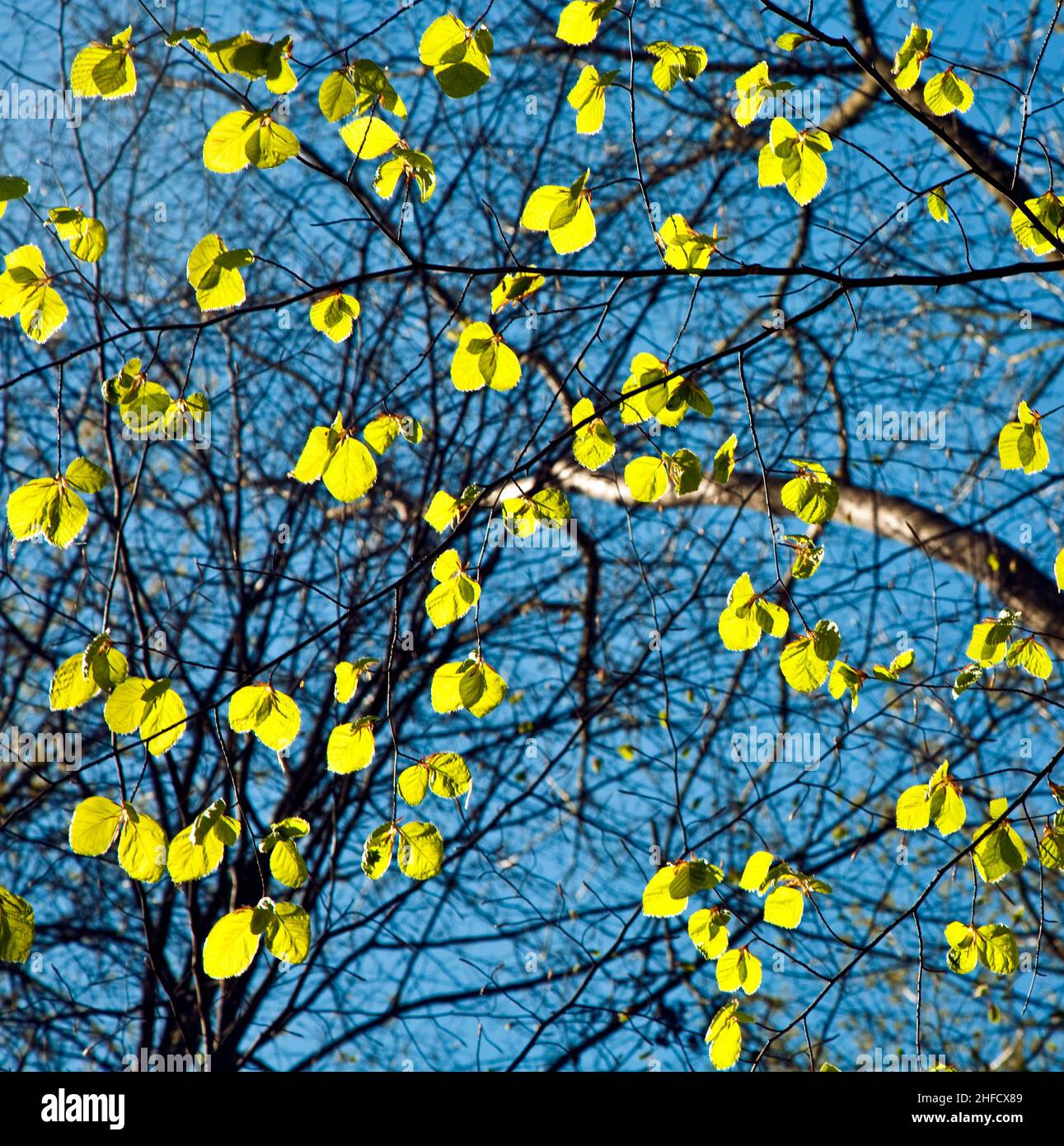 leaves in beautiful spring color in the forest Stock Photo - Alamy