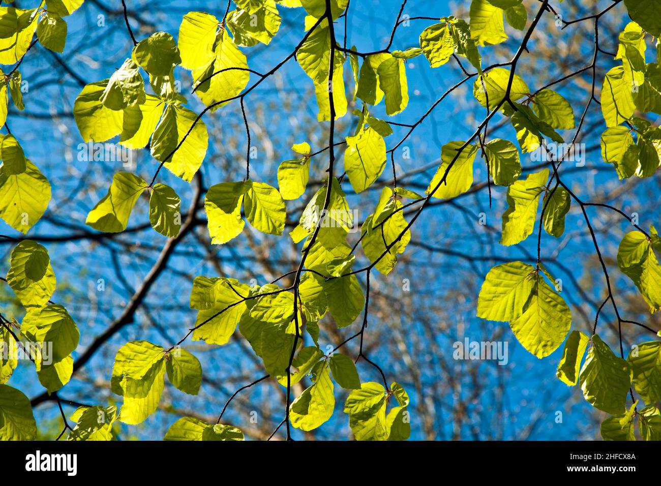 leaves in beautiful spring color in the forest Stock Photo - Alamy